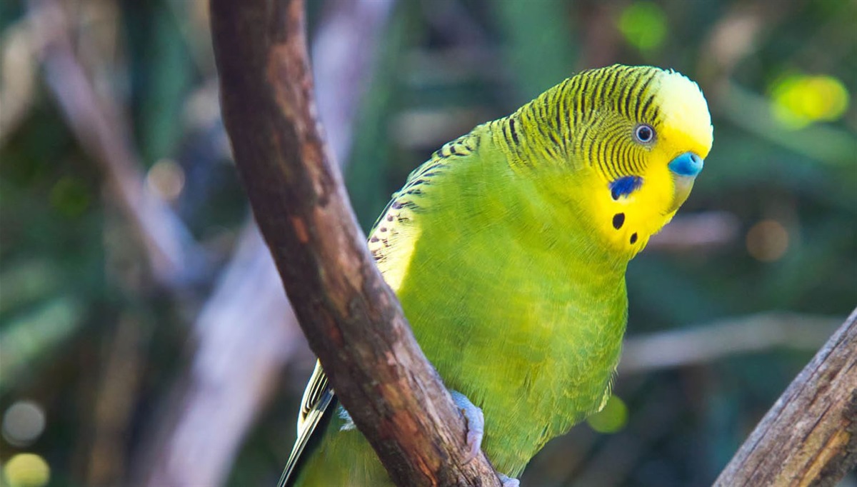 Caged Birds Rockhampton Show